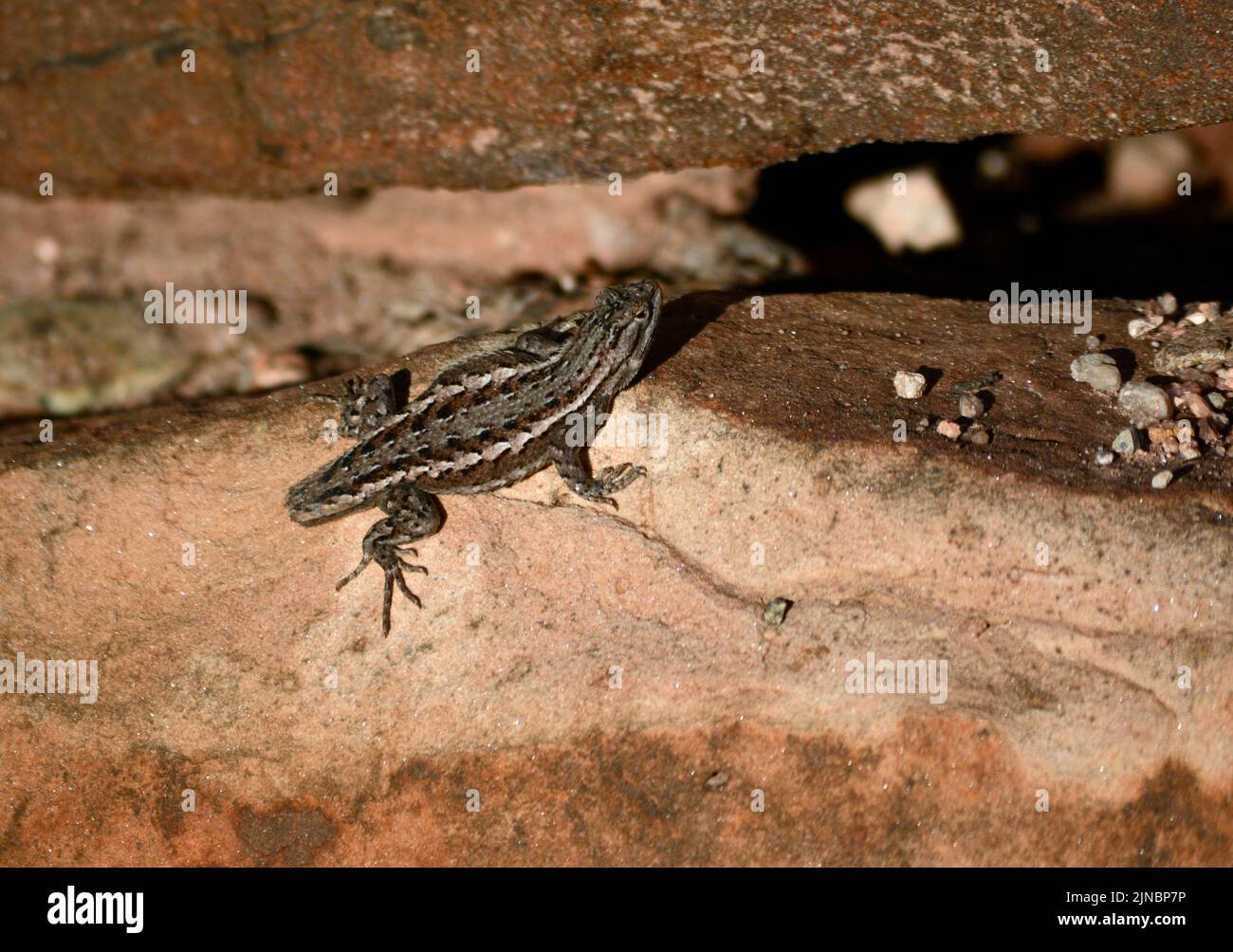 A plateau fence lizard (Sceloporus tristichus) with a missing tail ...