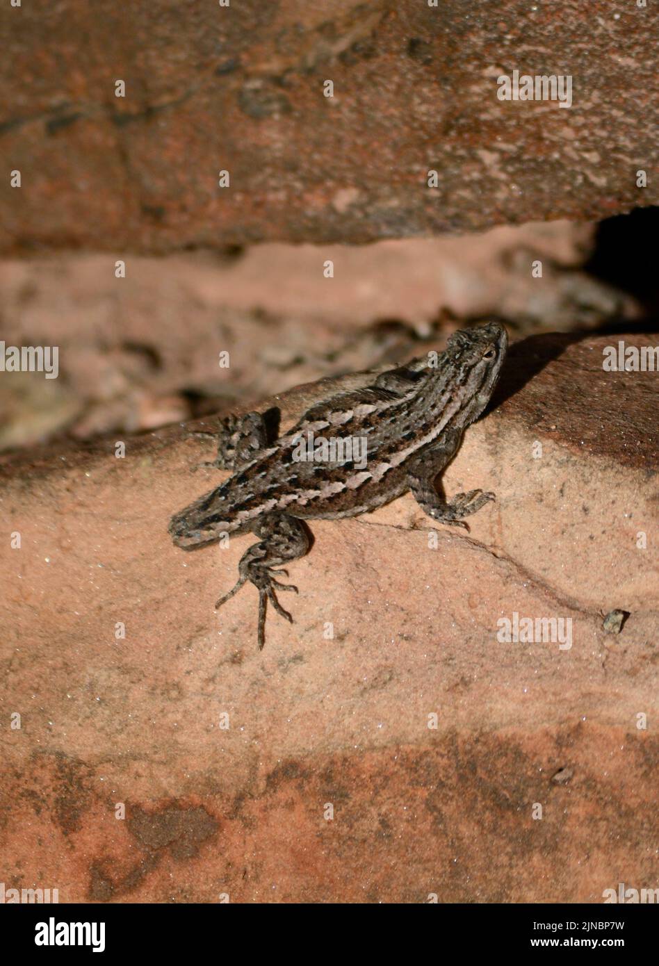 A plateau fence lizard (Sceloporus tristichus) with a missing tail ...