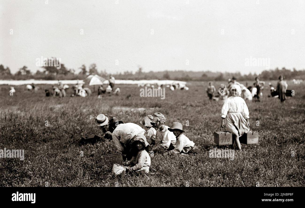 Teresa Lerre, cranberry picker Stock Photo - Alamy