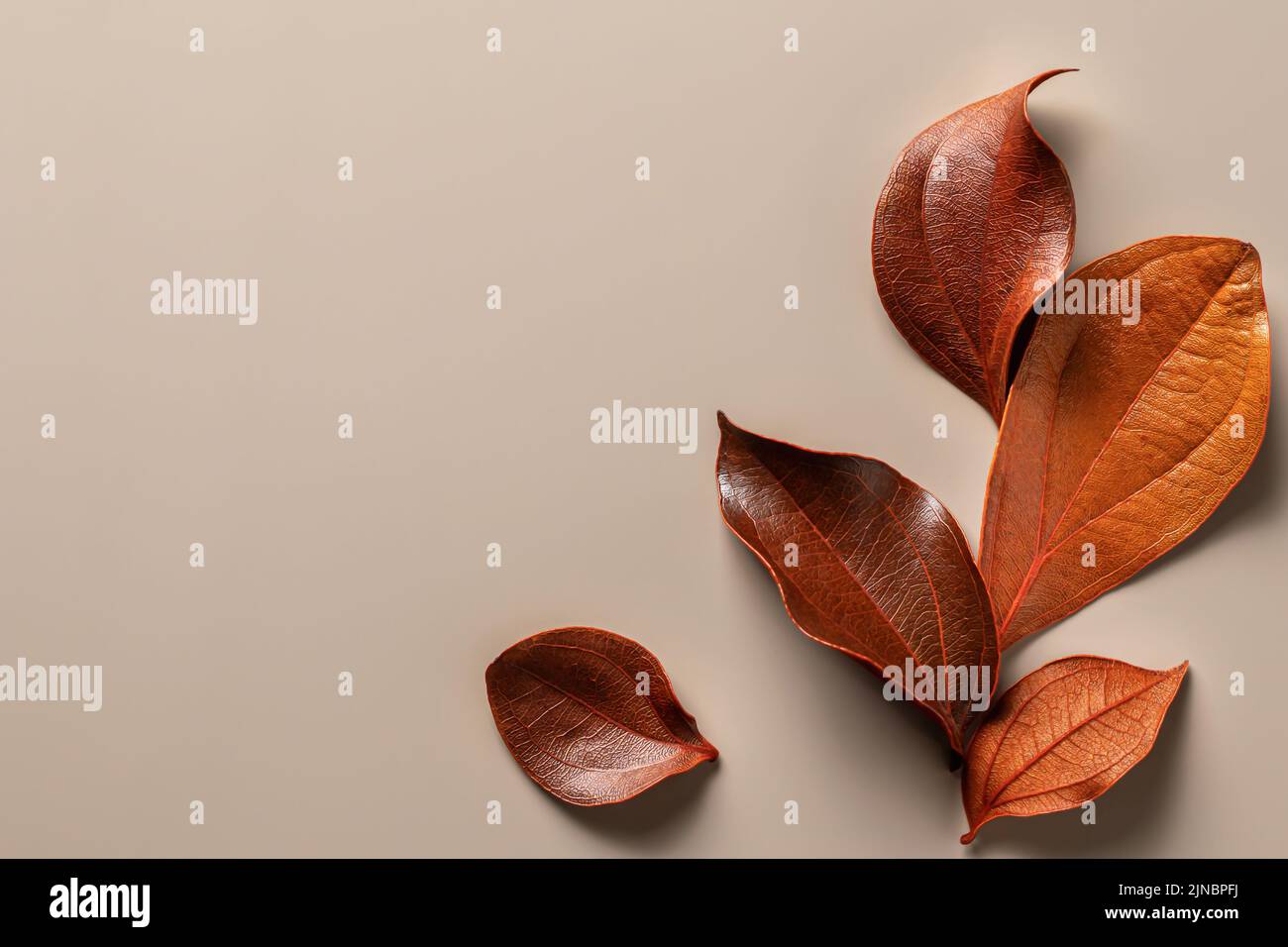 Autumn leaves composition close up on brown monochrome background with ...