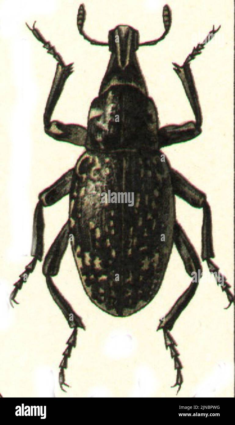 Terminasiania hi-res stock photography and images - Alamy