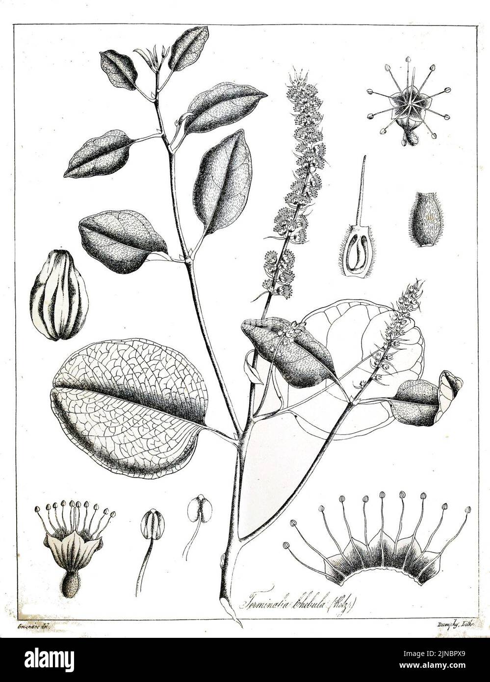 Terminalia chebula hi-res stock photography and images - Alamy