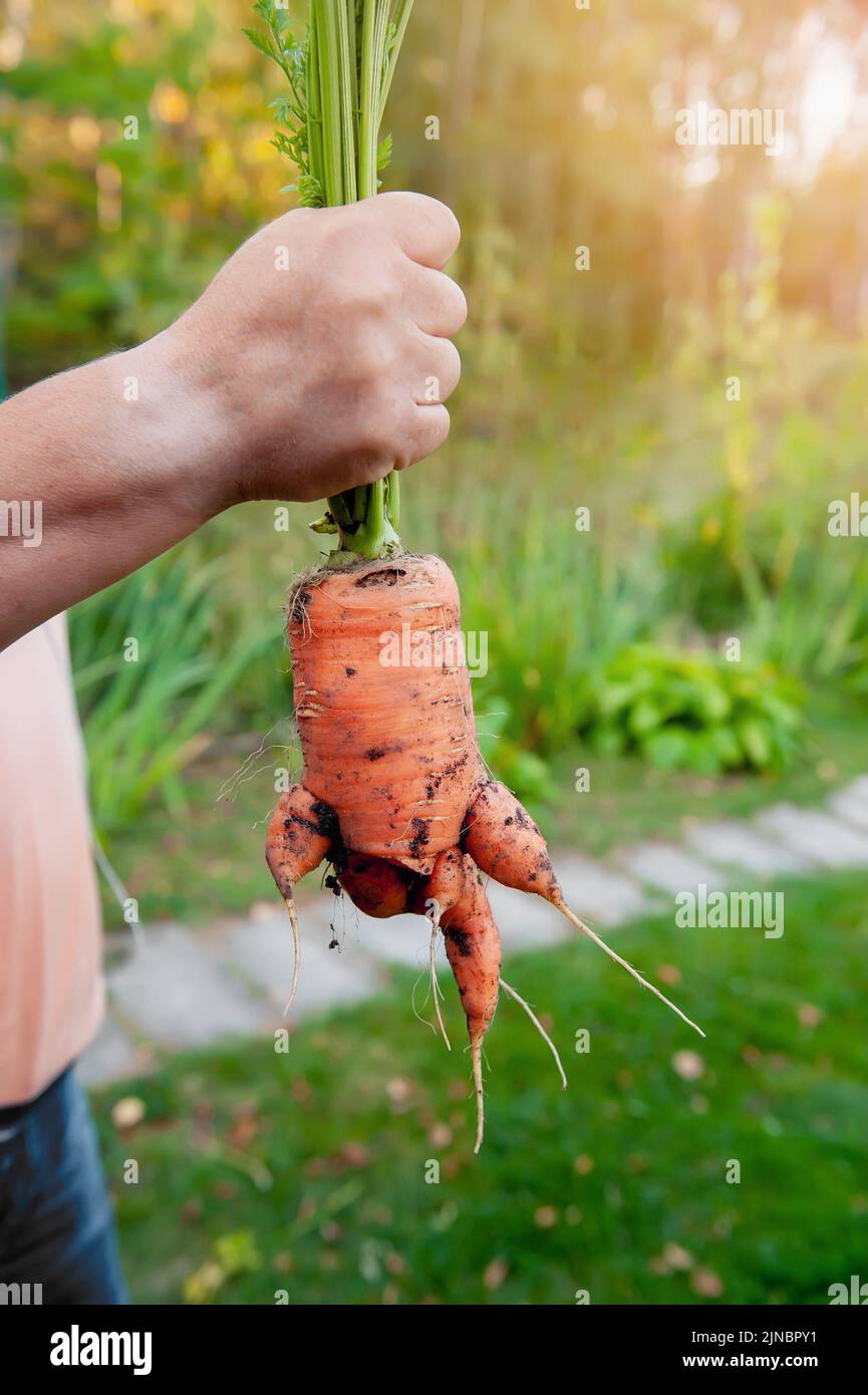 man's hand holds a huge deformed carrot. Genetically engineered ...