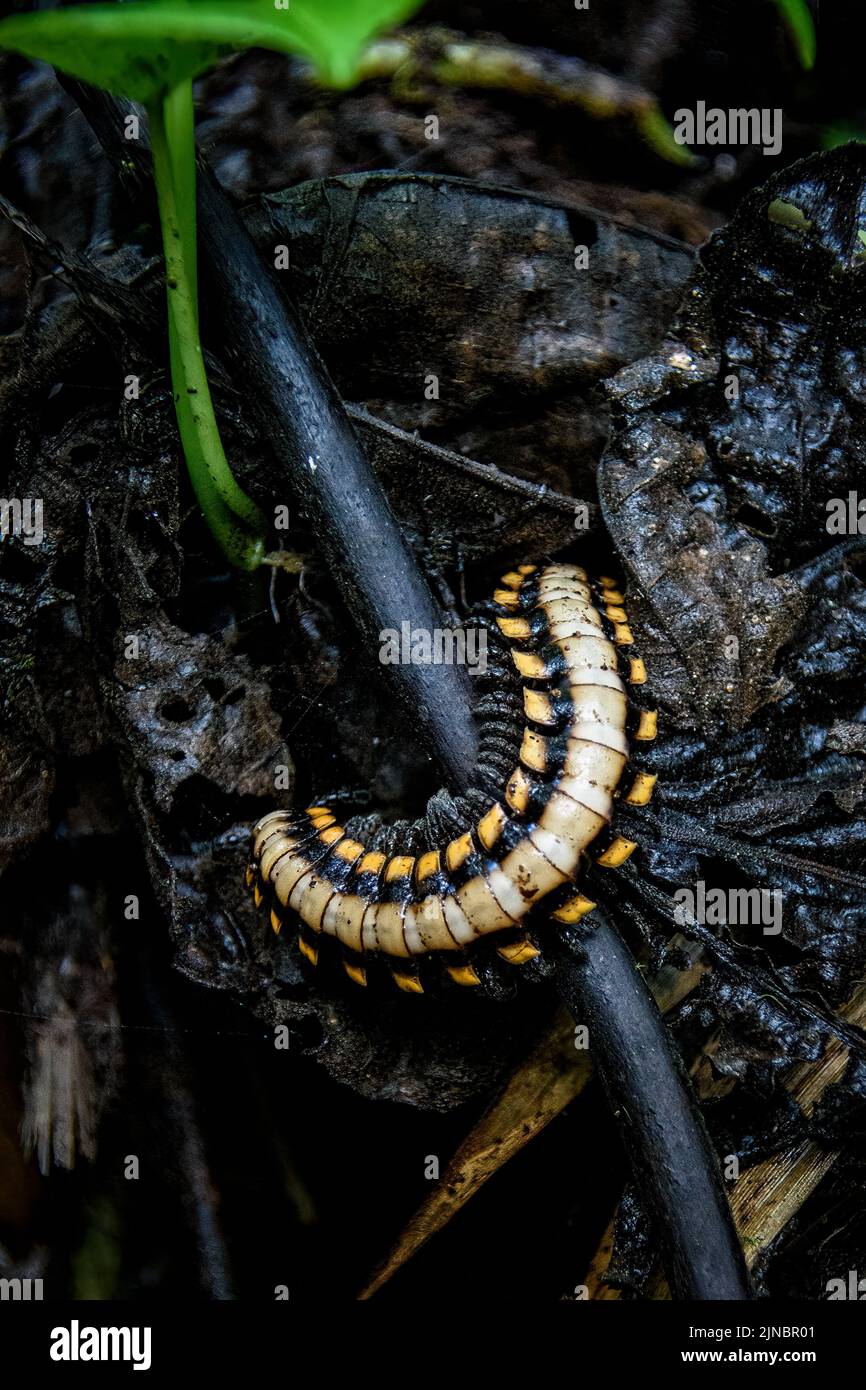 Python millipede in the rain forest Stock Photo - Alamy