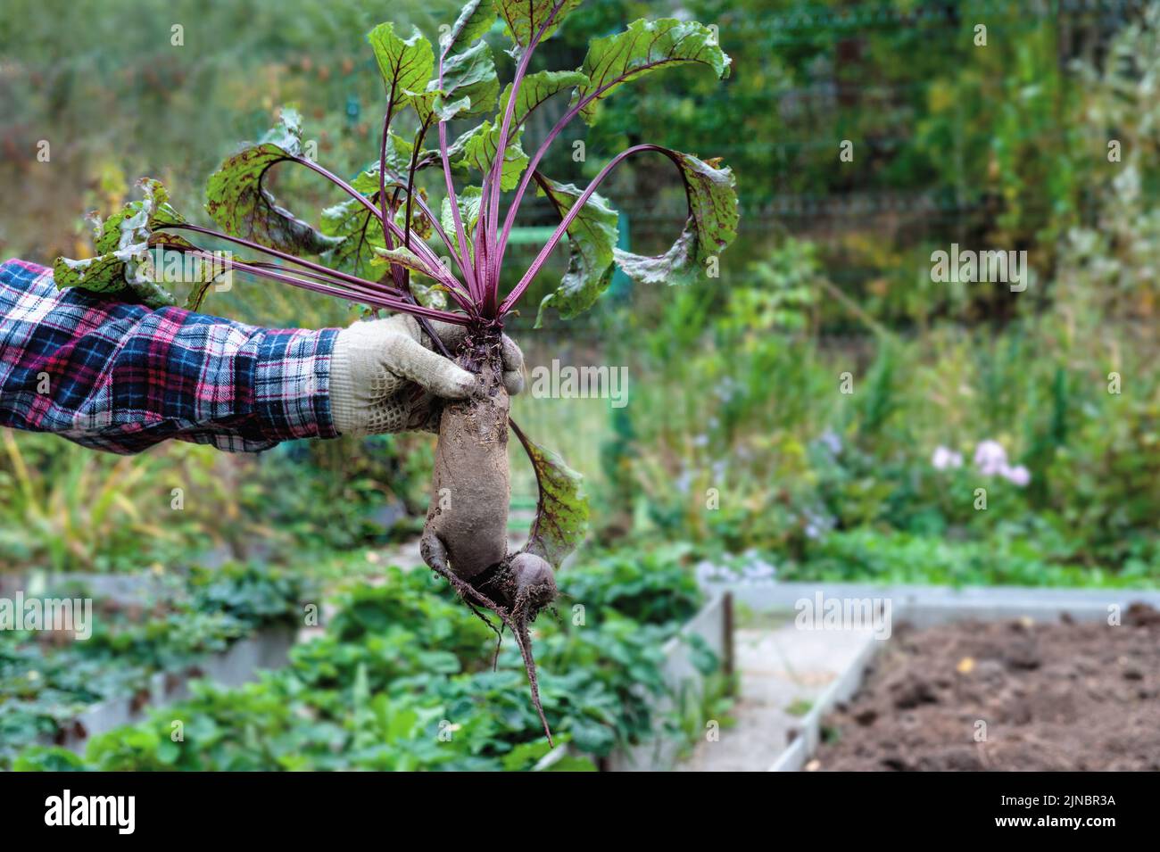 man's hand holds a huge deformed beetroot. Genetically engineered ...
