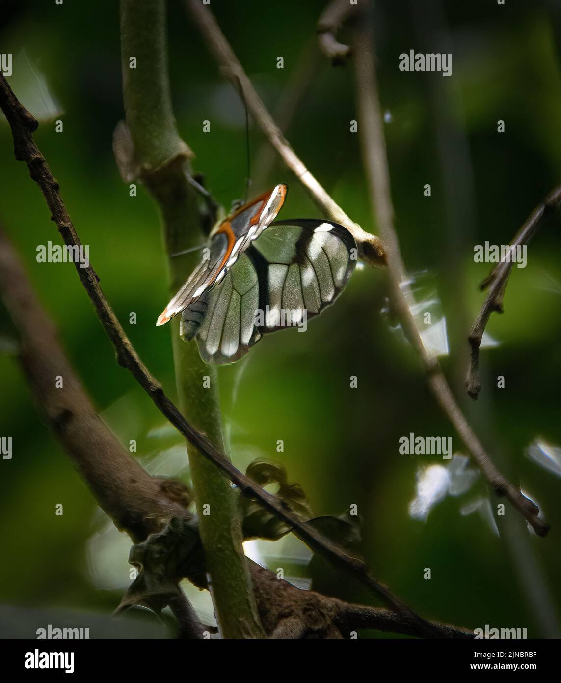 Glasswinged Butterfly in Costa Rica Stock Photo - Alamy
