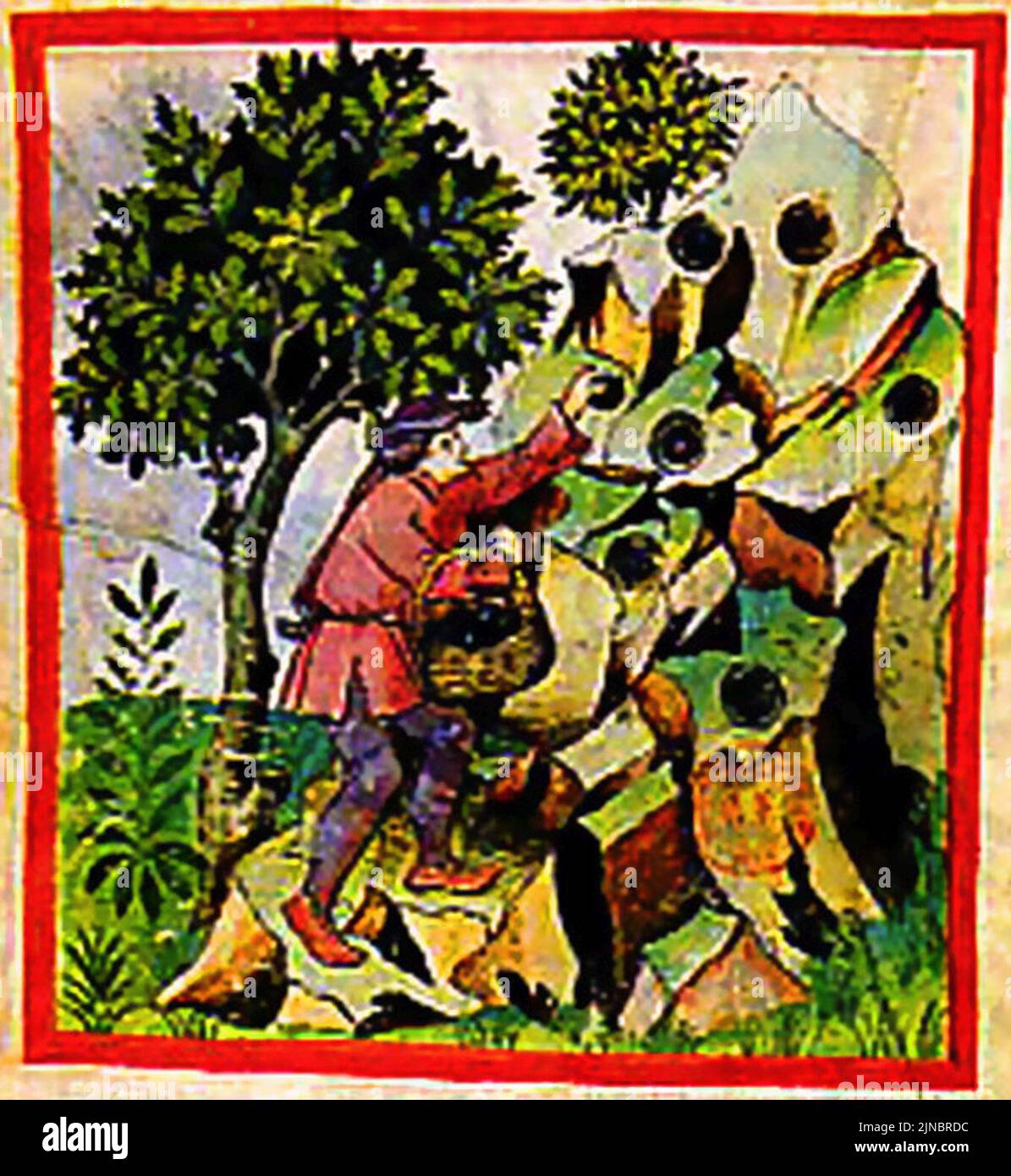 Terra tufide tubera Tacuinum sanitatis Stock Photo - Alamy