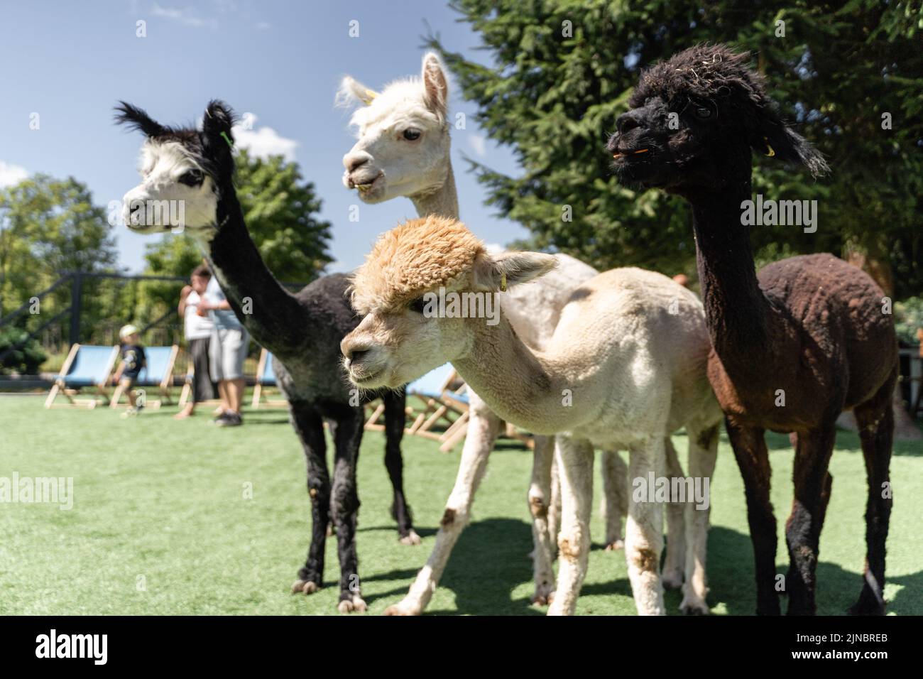 Group of different color alpacas on the farm eating carrots Stock Photo ...