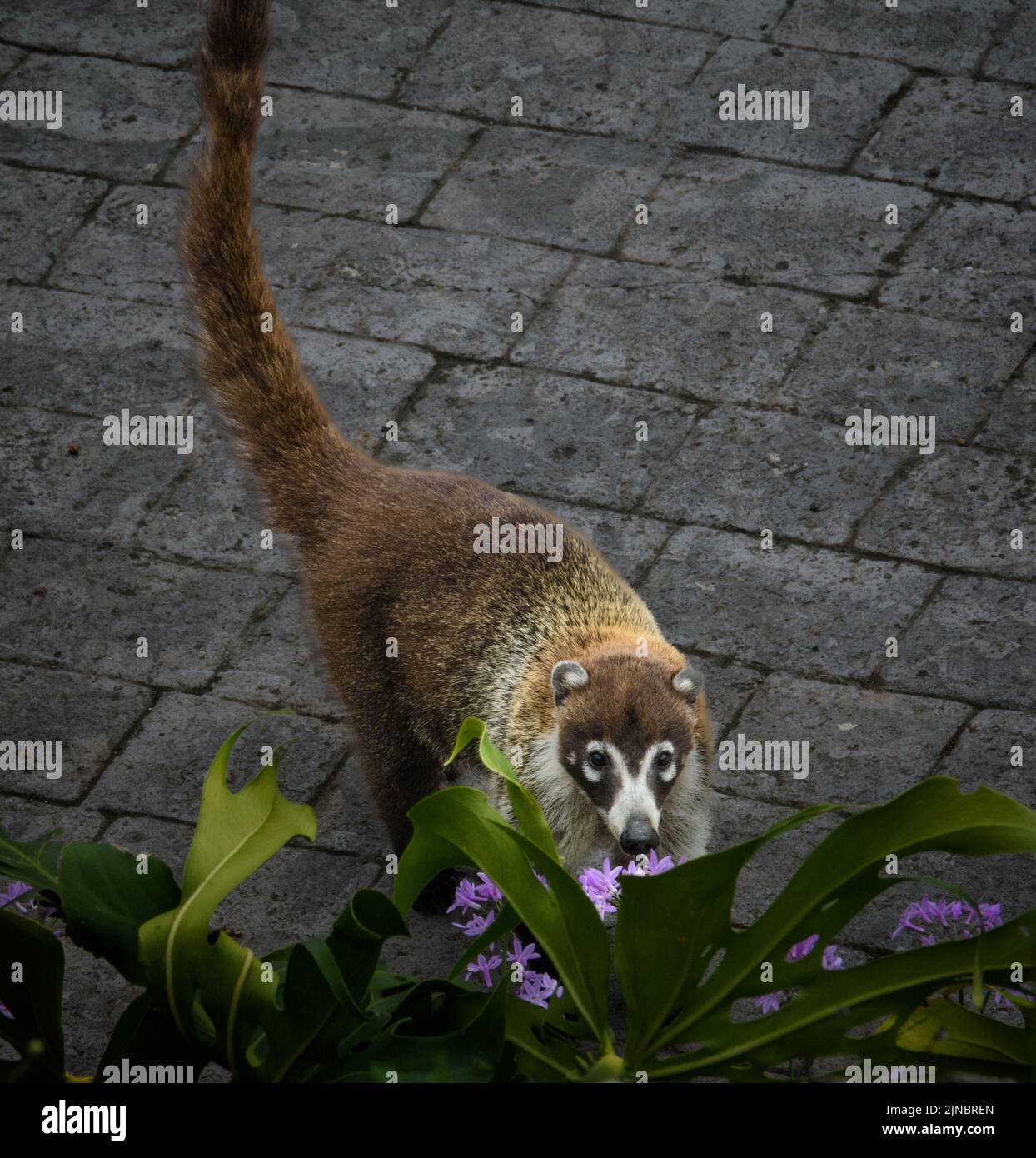 Coatimundis hi-res stock photography and images - Alamy
