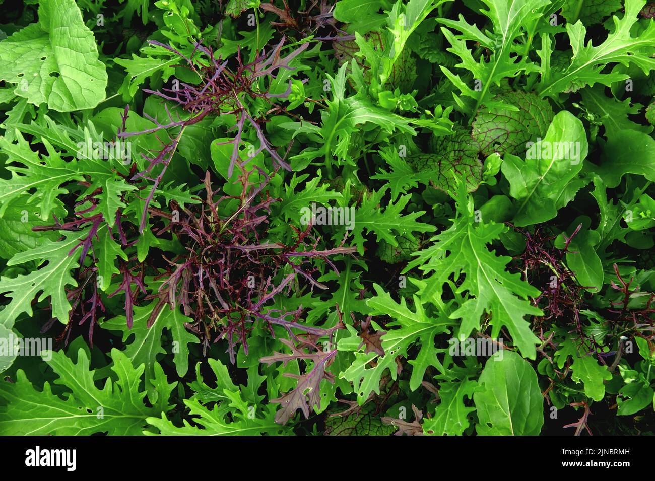 background of arugula leaves and various micro-greenery. Close-up. Food ...