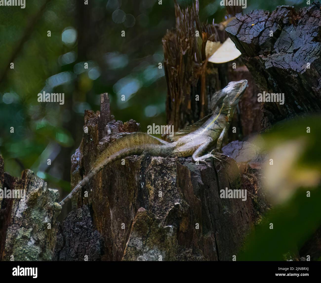 Brown Basilisk in rain forest in Costa Rica Stock Photo - Alamy