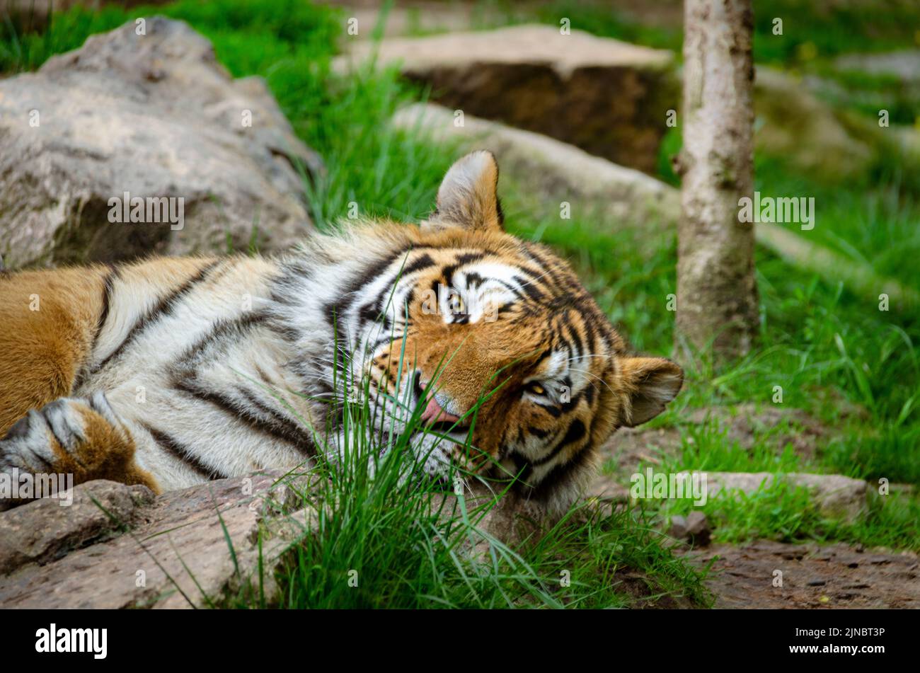 A tired Bengal tiger laying on rocks and grass Stock Photo - Alamy