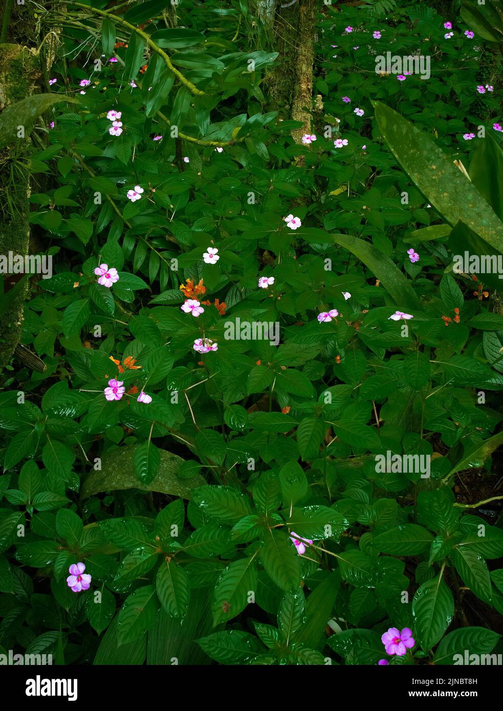 Madagascar Periwinkle in the Rain Forest in Costa Rica Stock Photo - Alamy