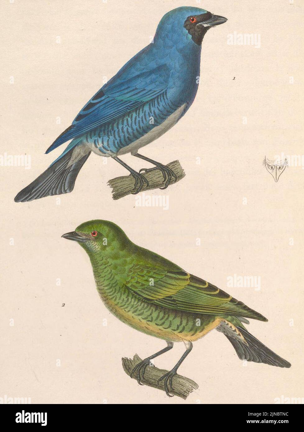 Tersina viridis 1838 Stock Photo - Alamy
