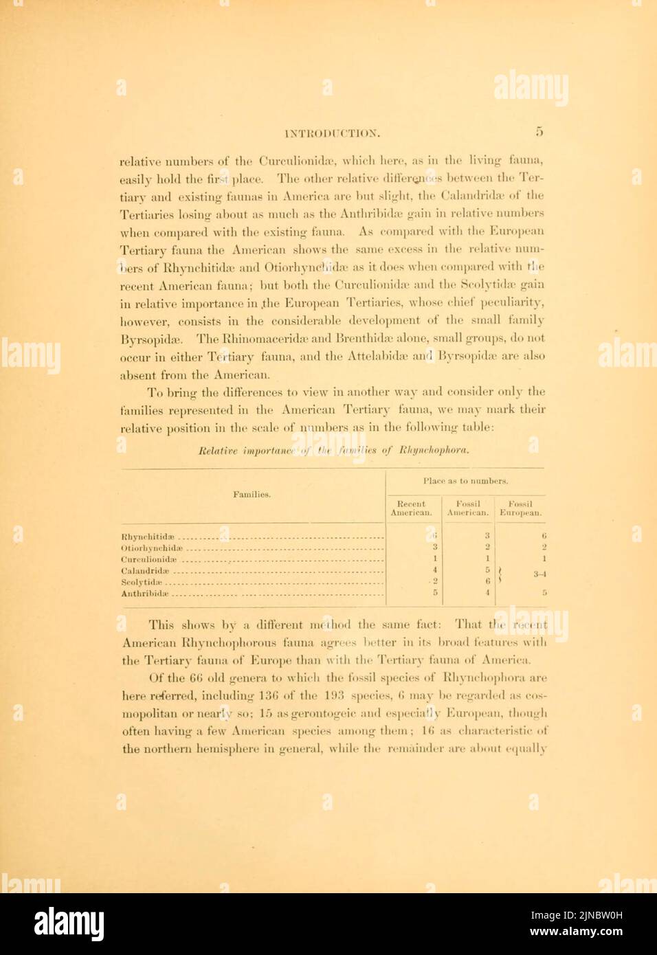 Tertiary rhynchophorous Coleoptera of the United States (Page 5 Stock ...