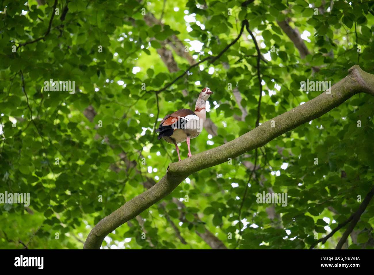 A Nile goose in a tree Stock Photo - Alamy