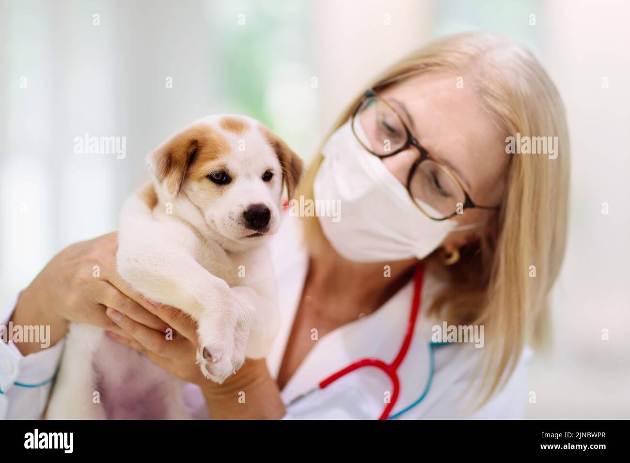 Vet examining dog. Puppy at veterinarian doctor. Animal clinic. Pet ...