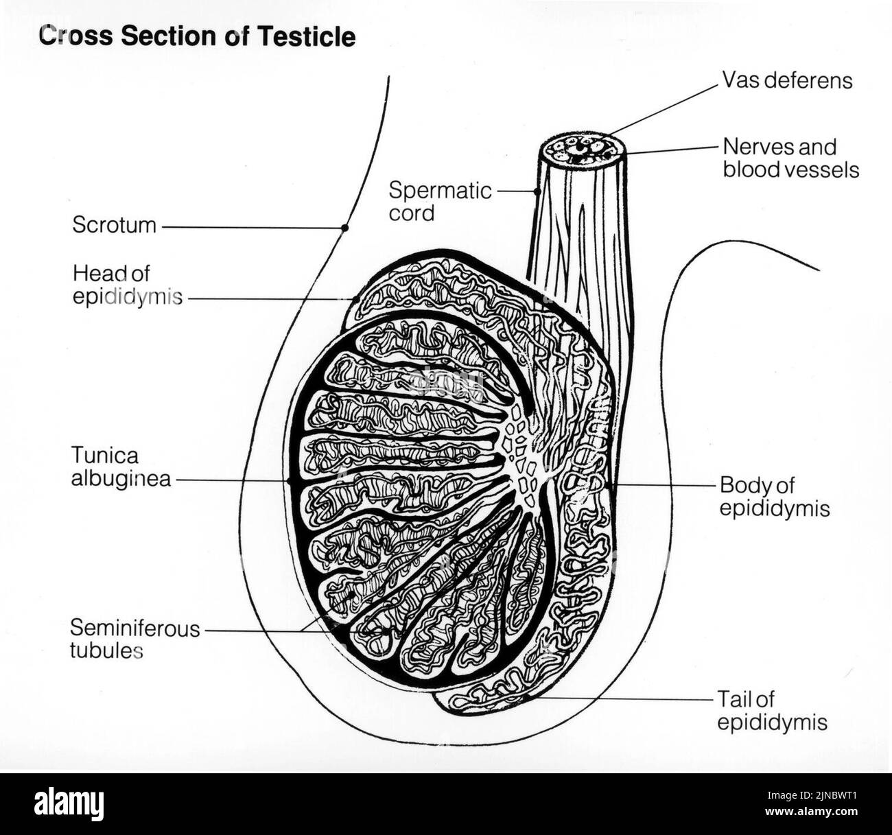 Testicle Black and White Stock Photos & Images - Alamy