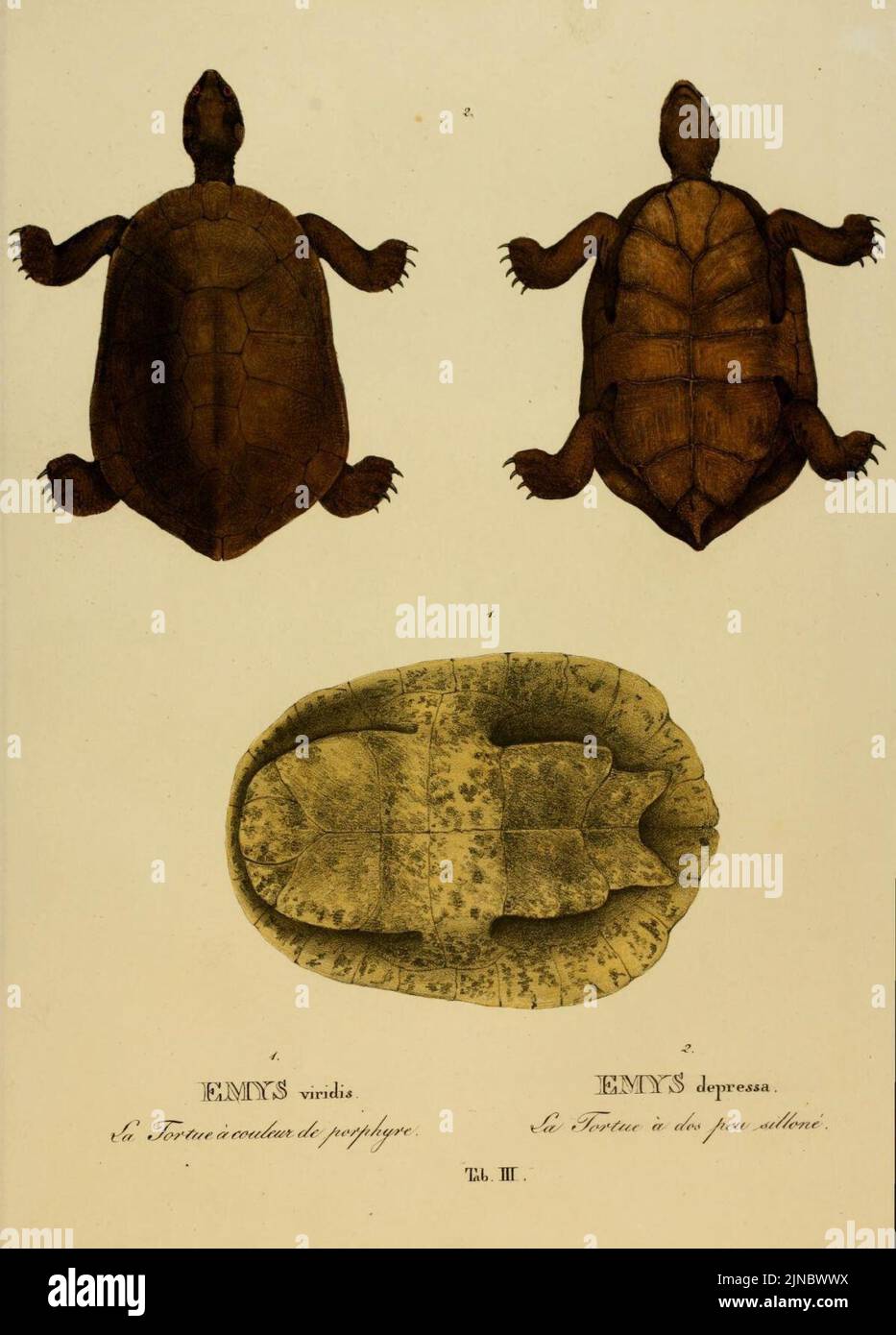 Testudines Tab. III Stock Photo - Alamy
