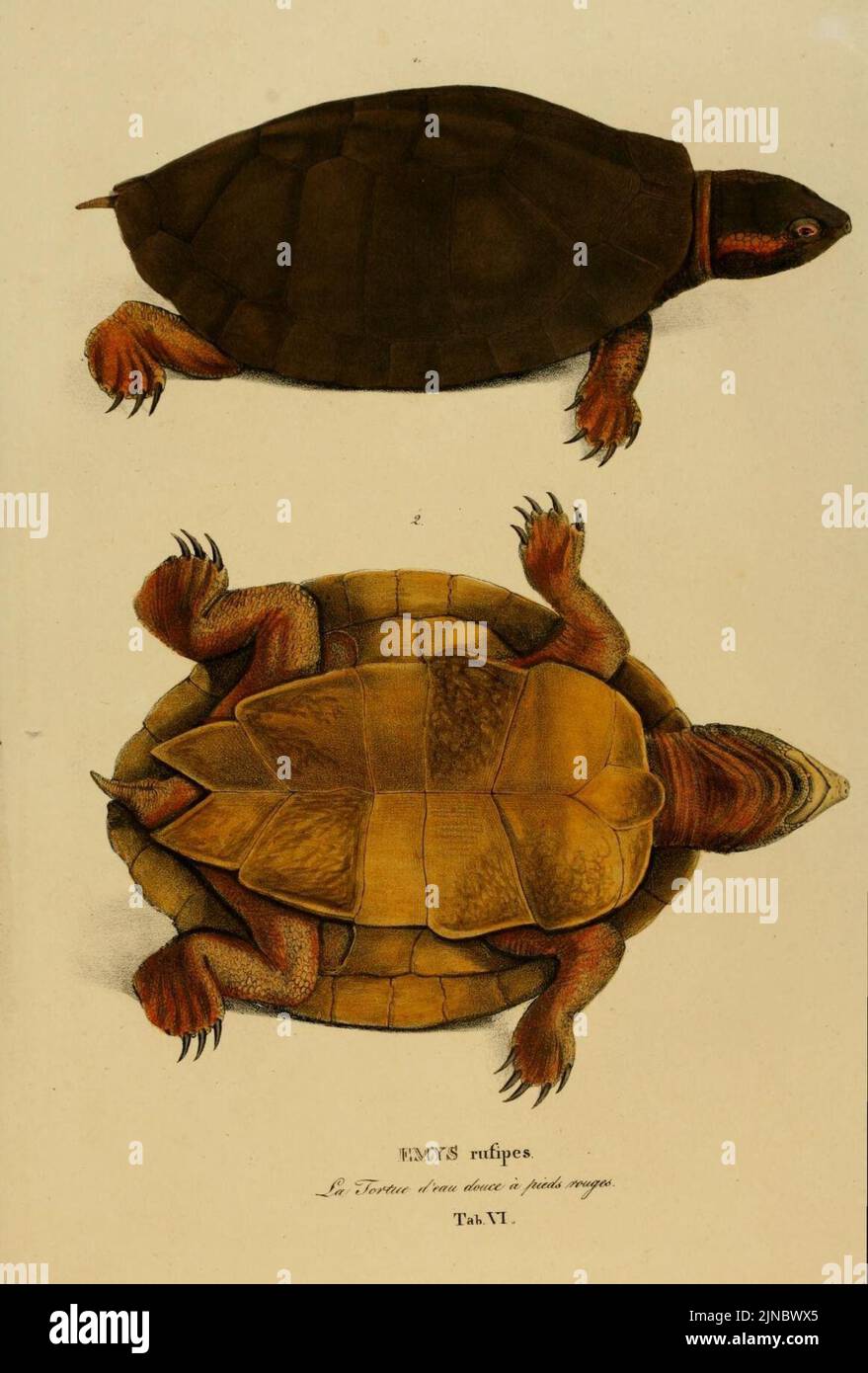 Testudines Tab. VI Stock Photo - Alamy