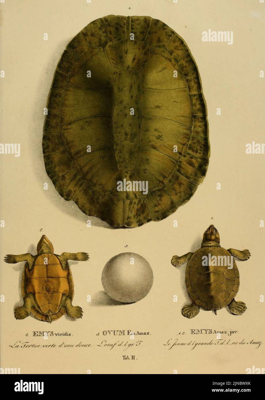 Testudines Tab. II Stock Photo - Alamy