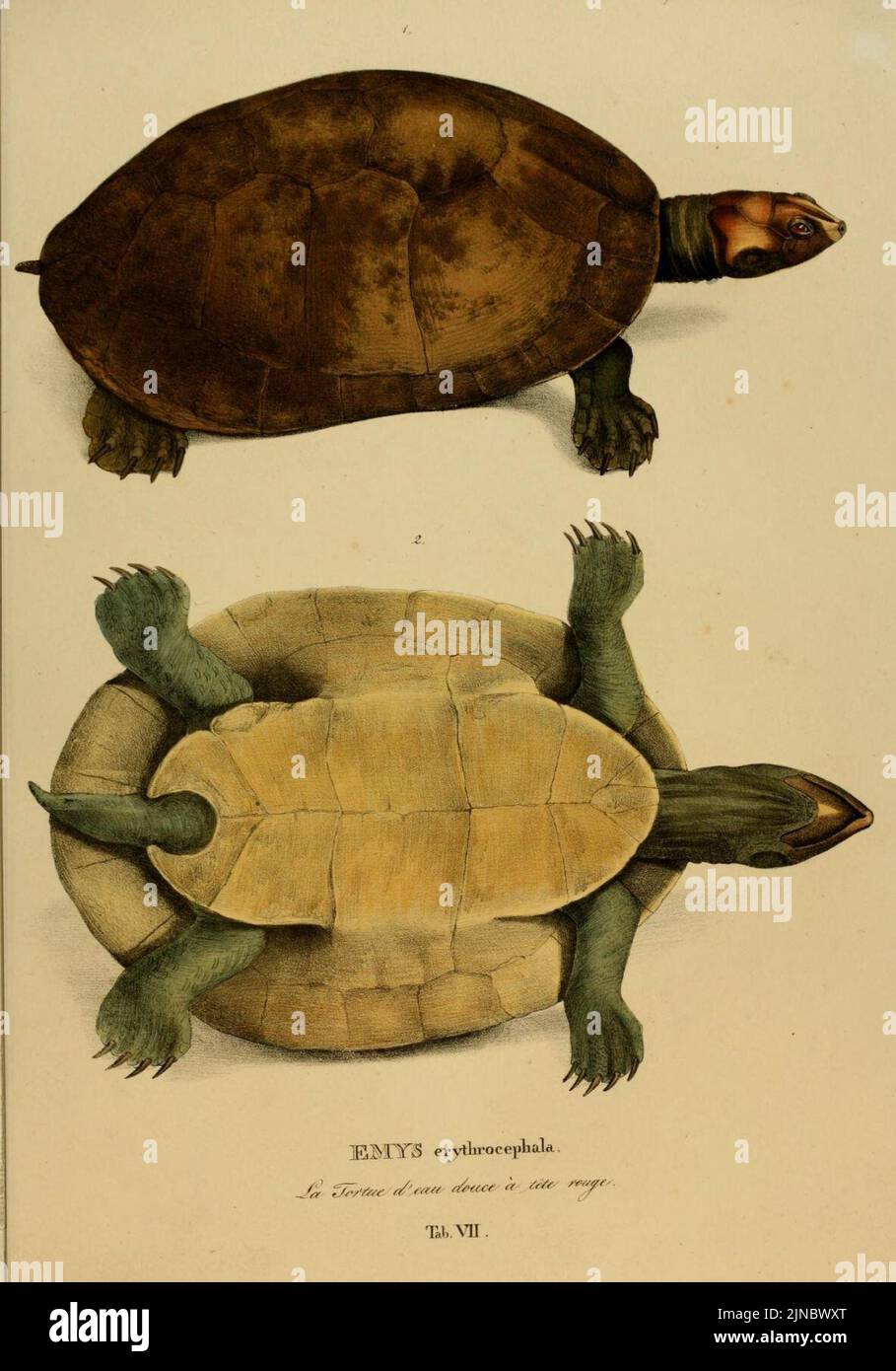 Testudines Tab. VII Stock Photo - Alamy
