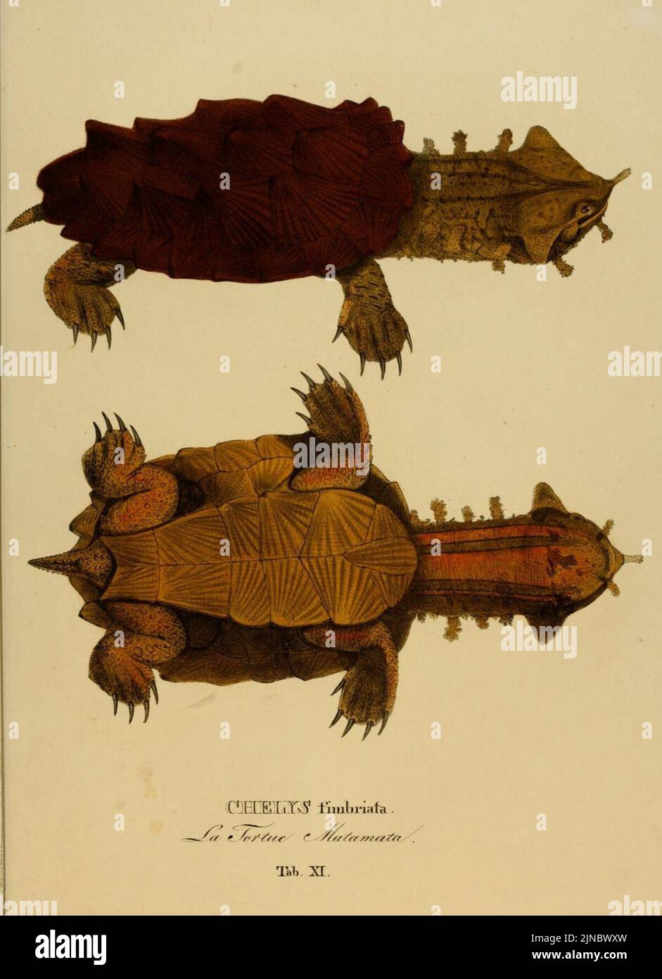 Testudines Tab. XI Stock Photo - Alamy