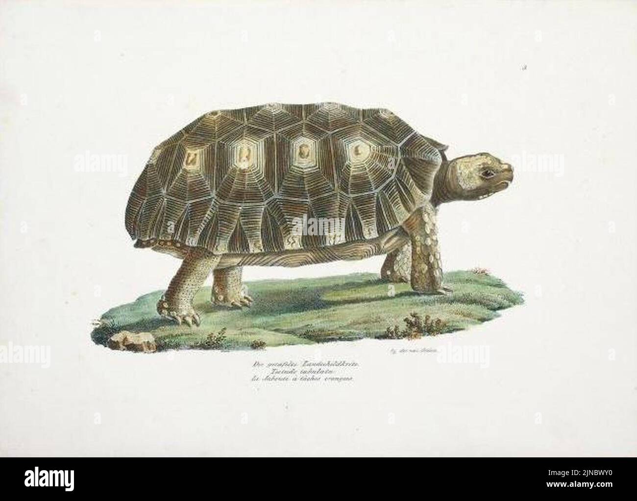 Testudo tabulata hi-res stock photography and images - Alamy