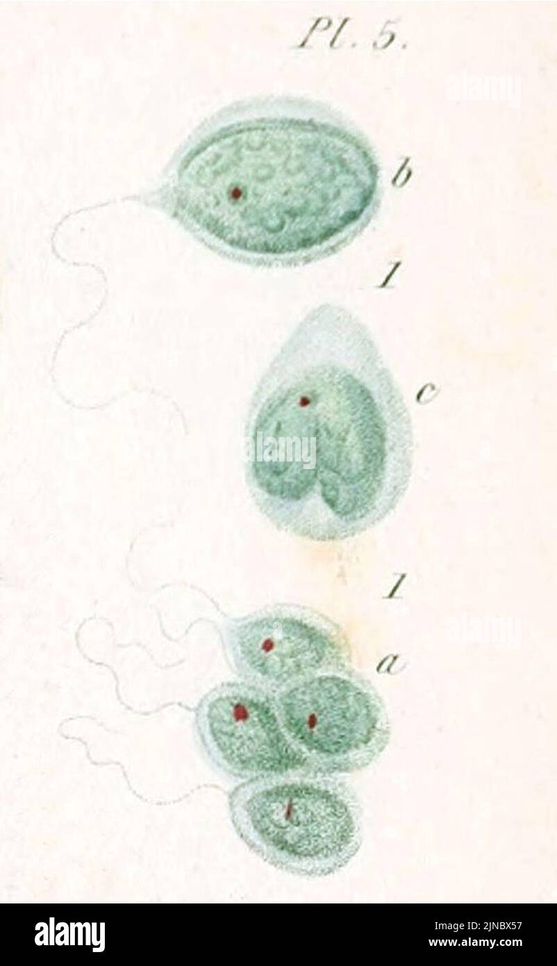 Cryptomonas hi-res stock photography and images - Alamy