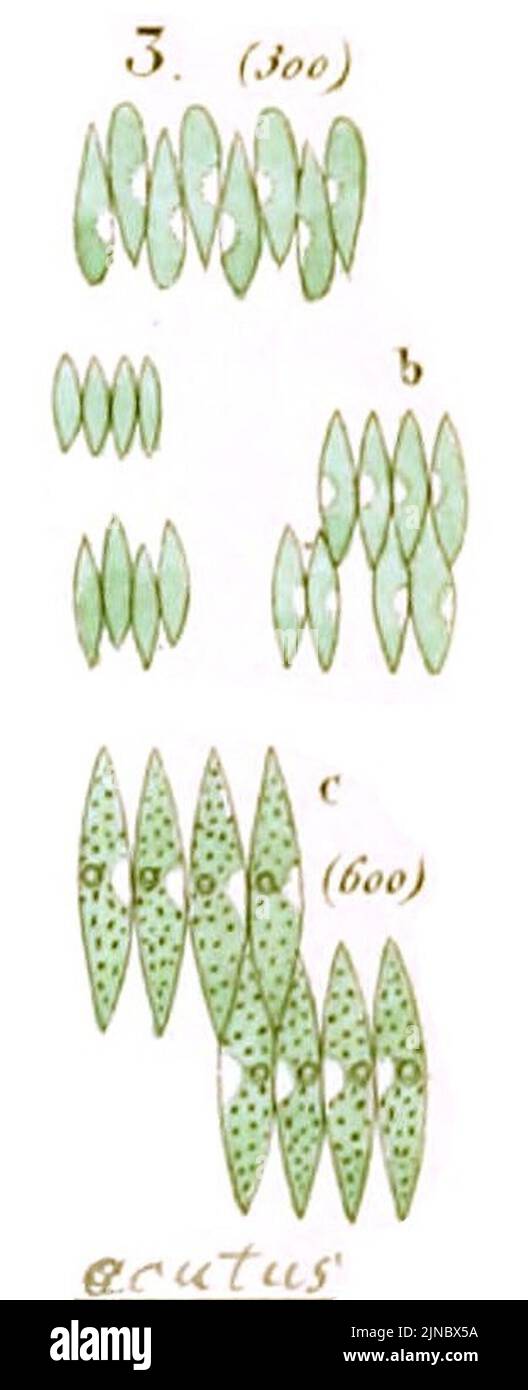 Tetradesmus obliquus as Scenedesmus acutus Stock Photo - Alamy