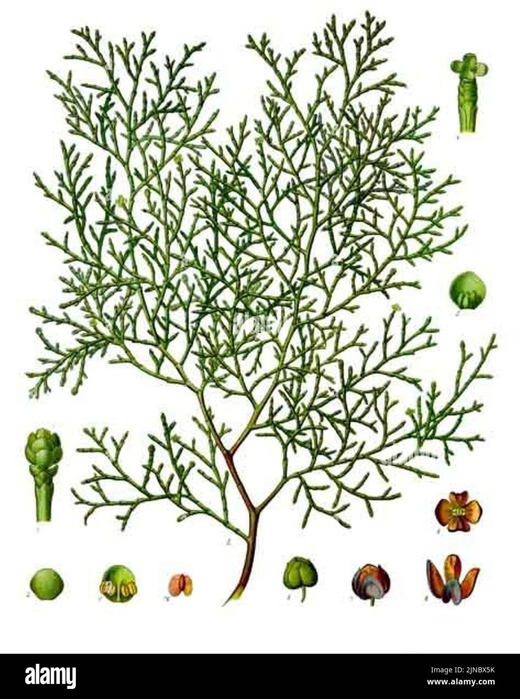 Tetraclinis articulata - Köhler–s Medizinal-Pflanzen-270 Stock Photo ...