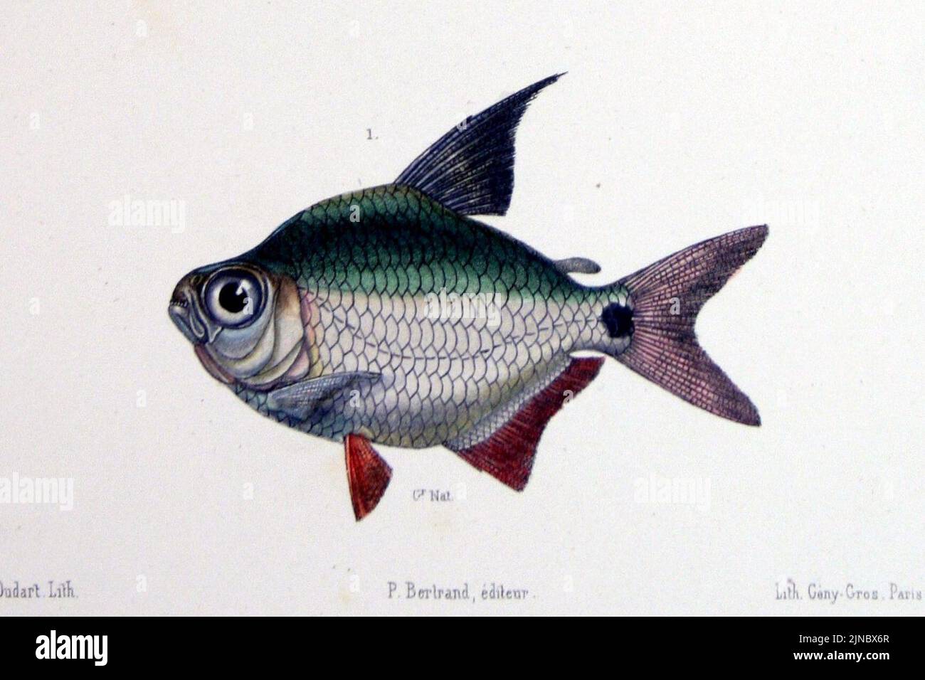 Tetragonopterus hi-res stock photography and images - Alamy