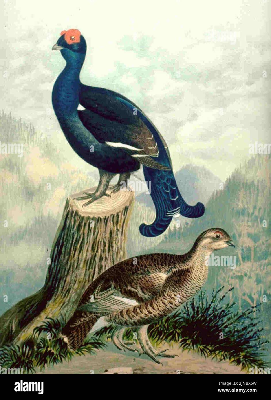 Tetrao tetrix from ja Stock Photo - Alamy