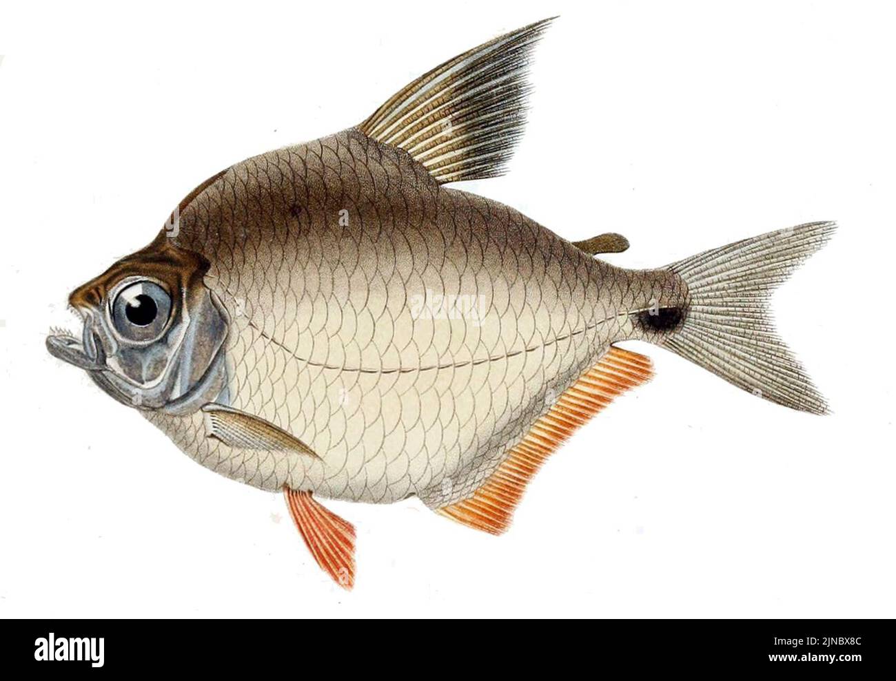 Tetragonopterus hi-res stock photography and images - Alamy