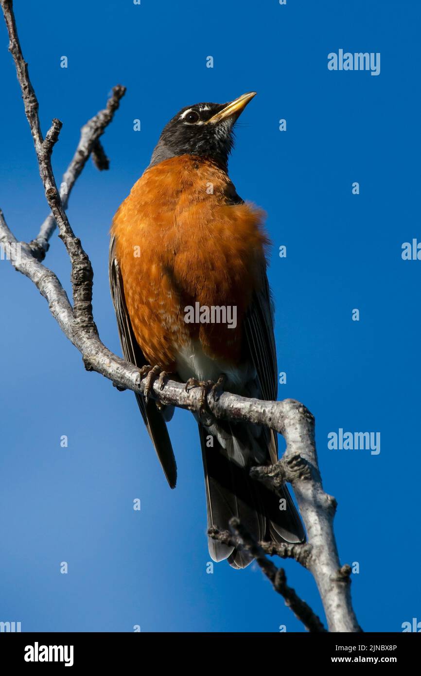 American robin in flight hi-res stock photography and images - Alamy
