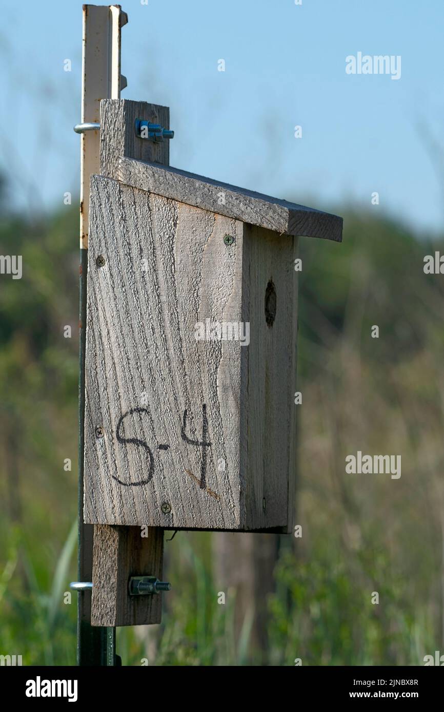 Bird nest box set up for Tree Swallows or Bluebirds in Eagle Island ...