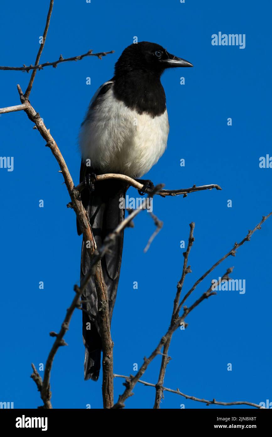 Black-billed Magpie in Eagle Island State Park, Idaho, USA Stock Photo ...