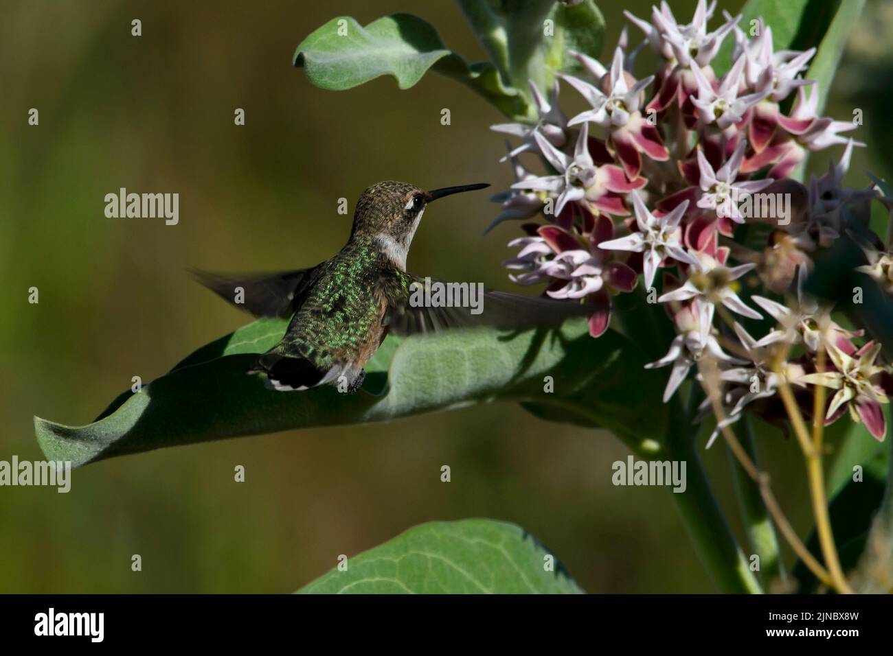 Black-chinned Hummingbird (Archilochus alexandri) nectaring at Showy ...