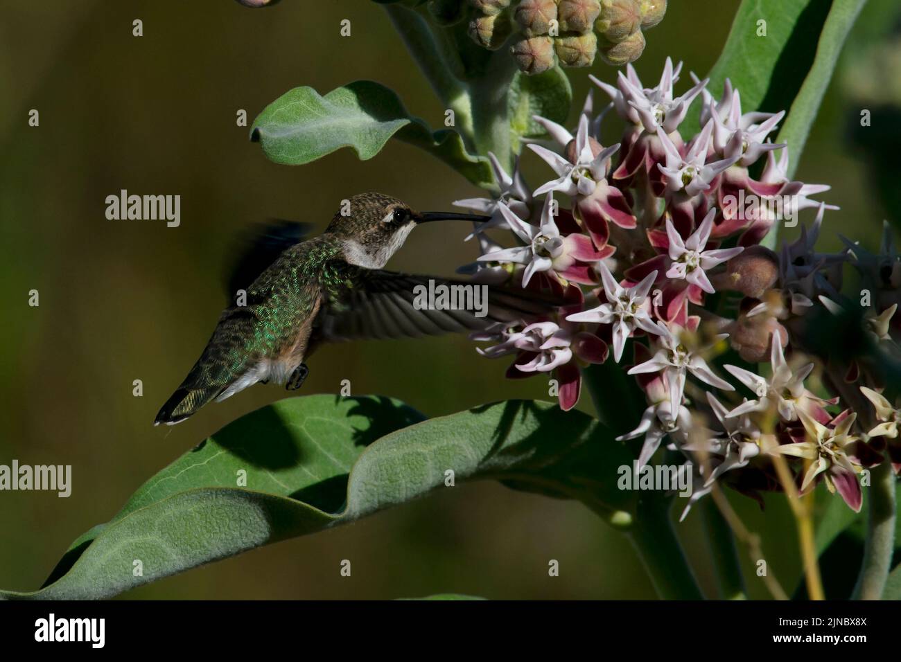 Black-chinned Hummingbird (Archilochus alexandri) nectaring at Showy ...