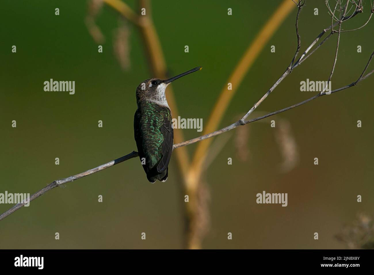 Black-chinned Hummingbird (Archilochus alexandri) in Eagle Island State ...