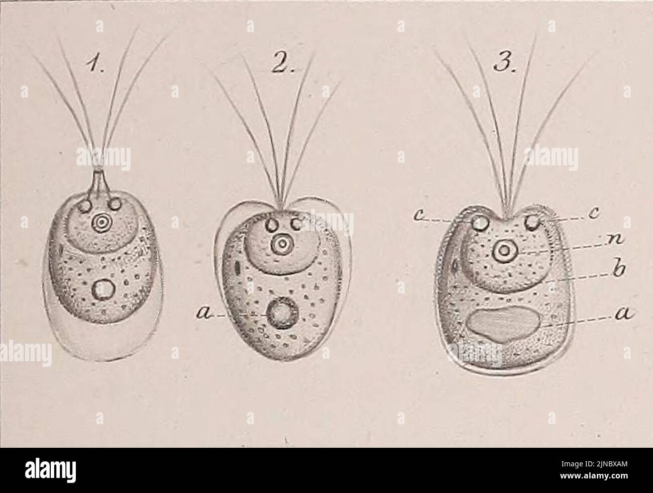 Tetraselmis hi-res stock photography and images - Alamy