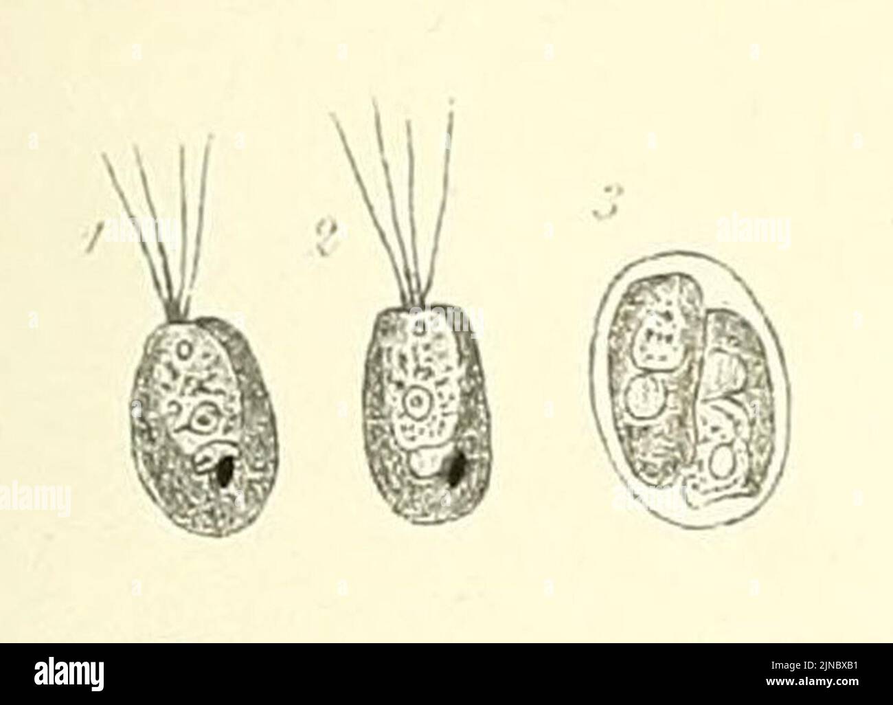 Tetraselmis subcordiformis as Carteria subcordiformis Stock Photo - Alamy