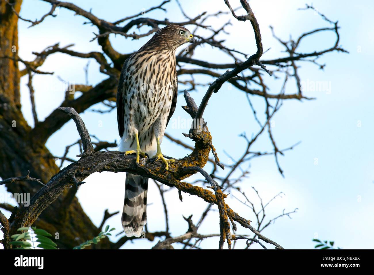 This immature Cooper's Hawk was photographed in Eagle Island State Park ...