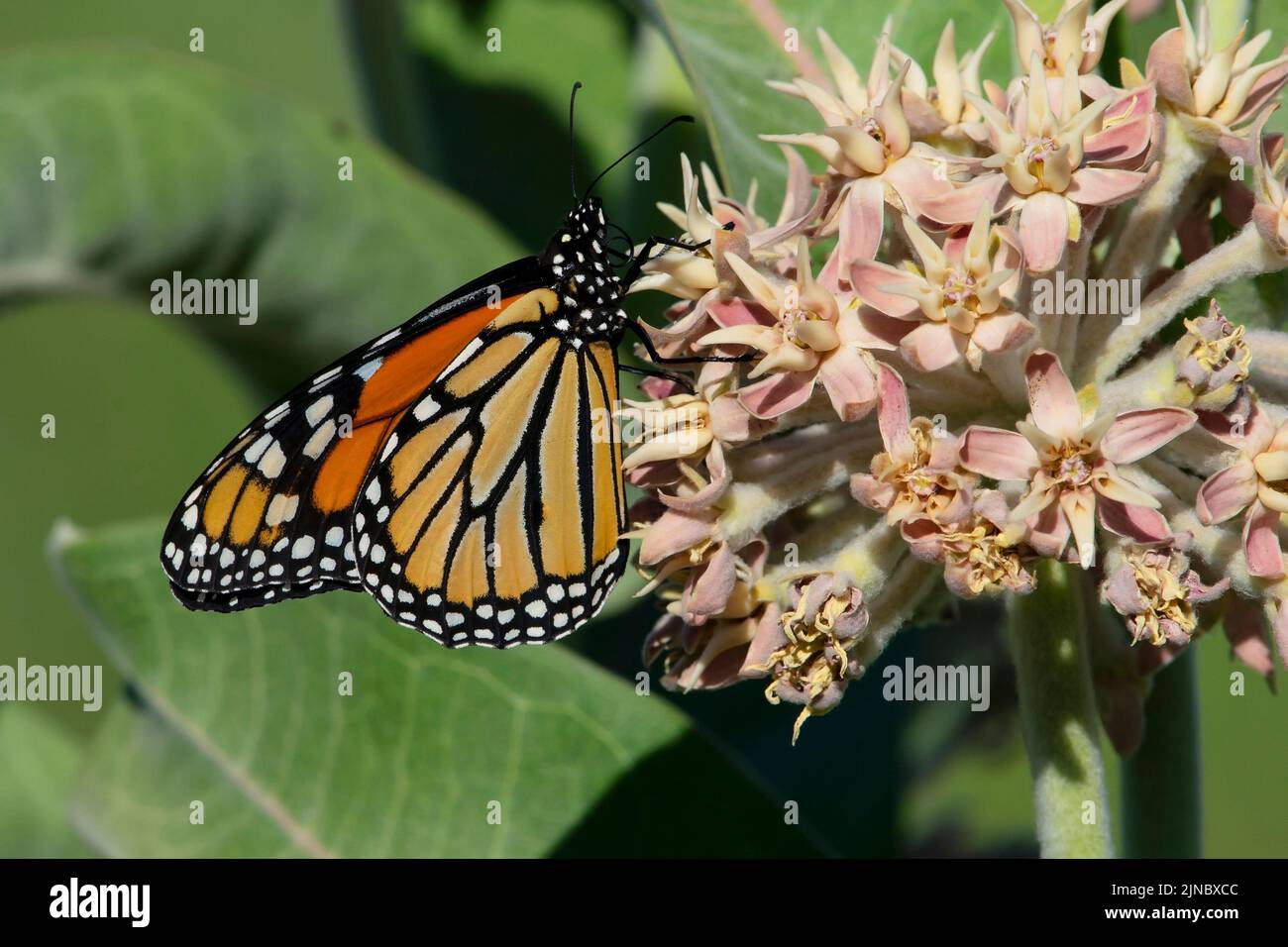 Monarch butterfly (Danaus plexippus) on Showy Milkweed wildflower in ...