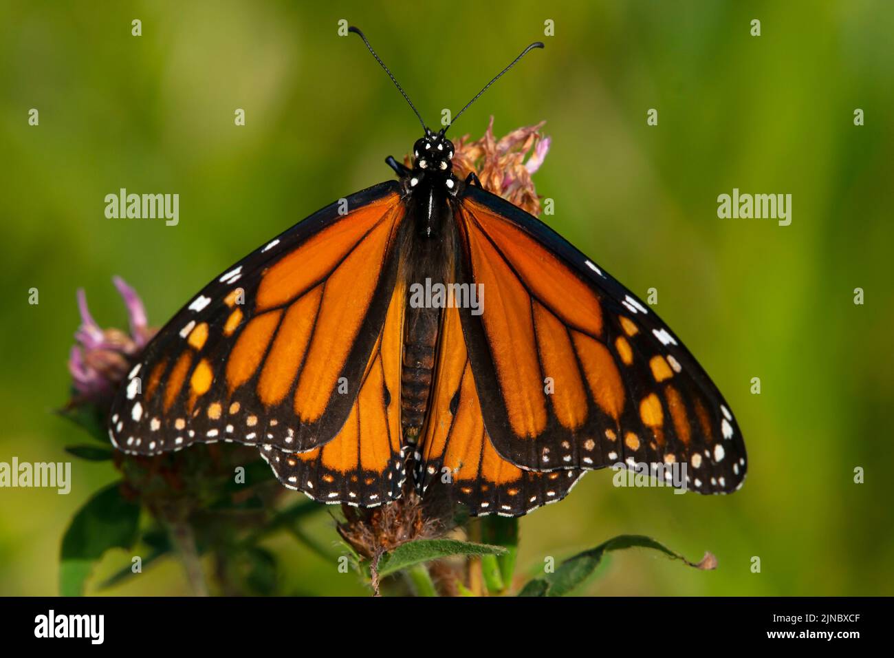 2022 Monarch butterly male in Eagle Island State Park, Idaho, USA Stock ...