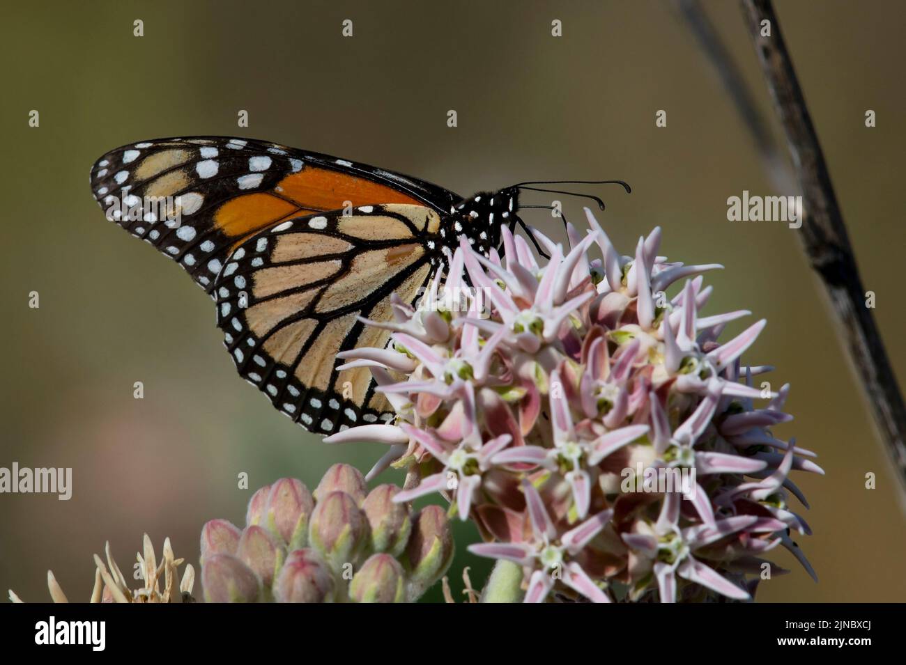 2022 Monarch butterfly (Danaus plexippus) in Eagle Island State Park ...