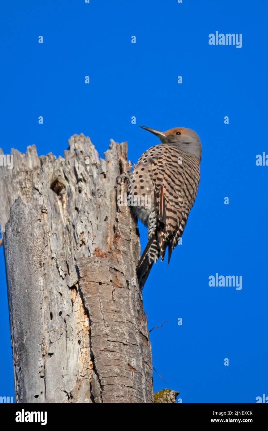 Northern Flicker (Colaptes auratus) along the Boise River Greenway in ...