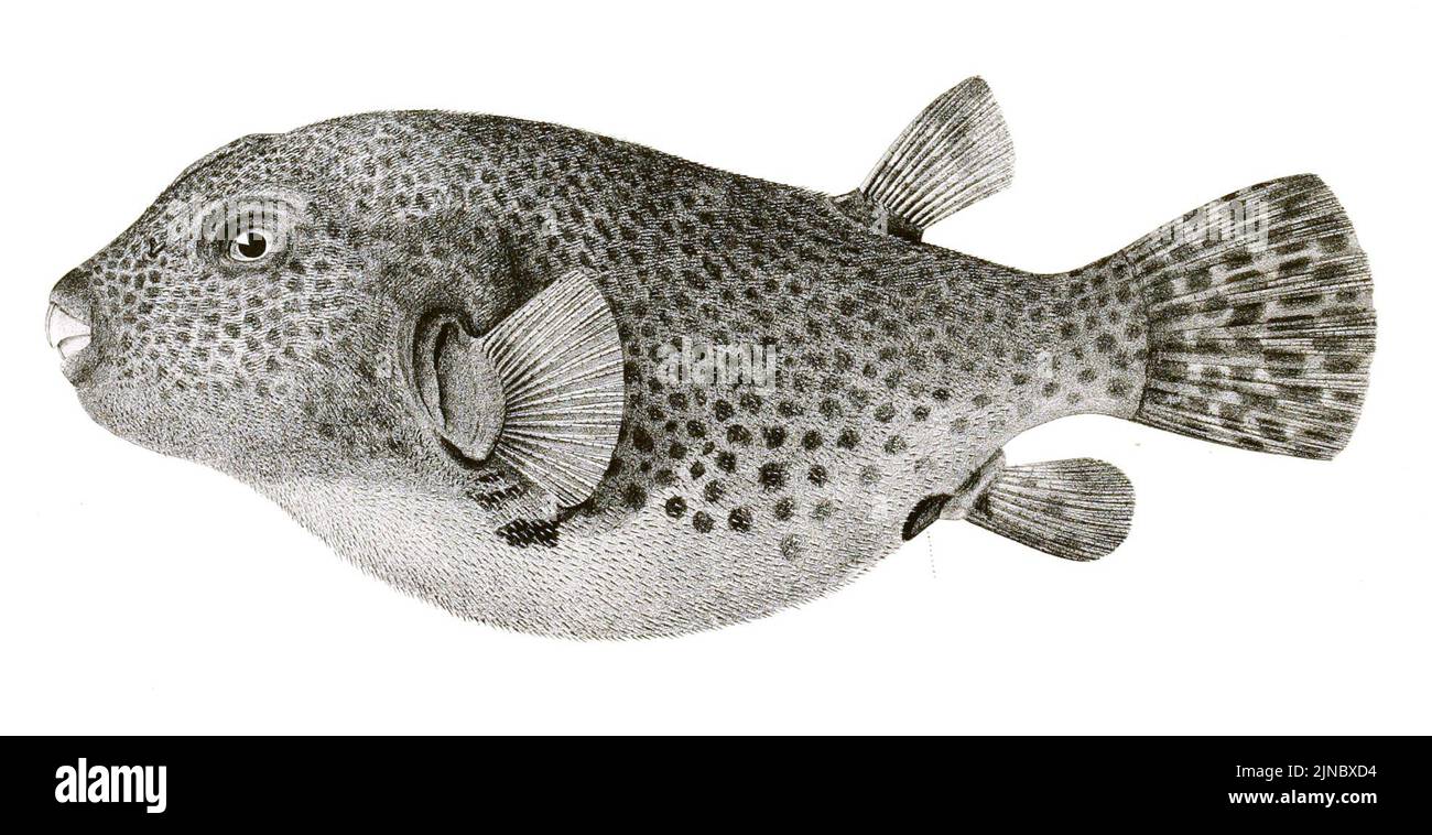 Tetrodon stellatus Achilles 183 Stock Photo - Alamy