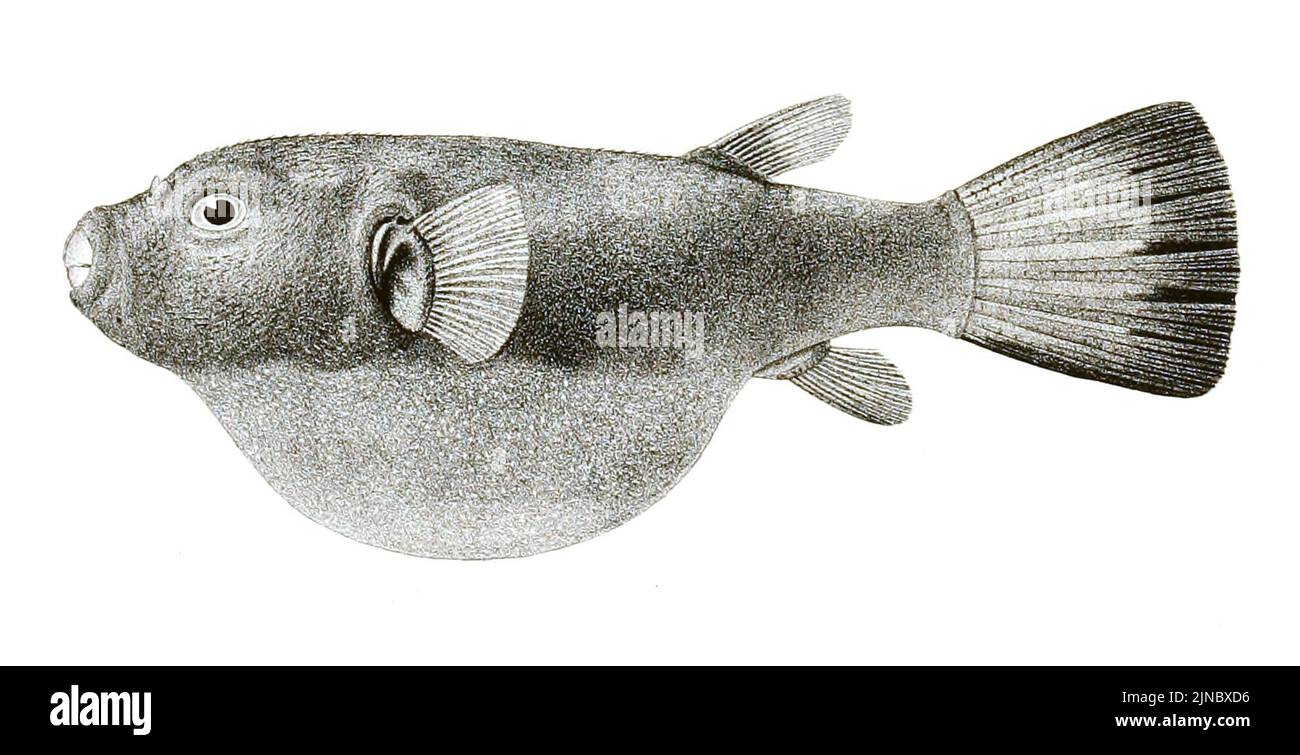 Tetrodon immaculatus Achilles 183 Stock Photo - Alamy