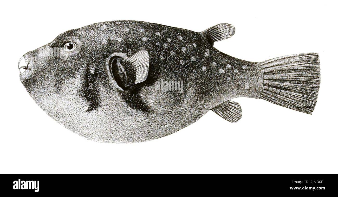Tetrodon hispidus Achilles 183 Stock Photo - Alamy